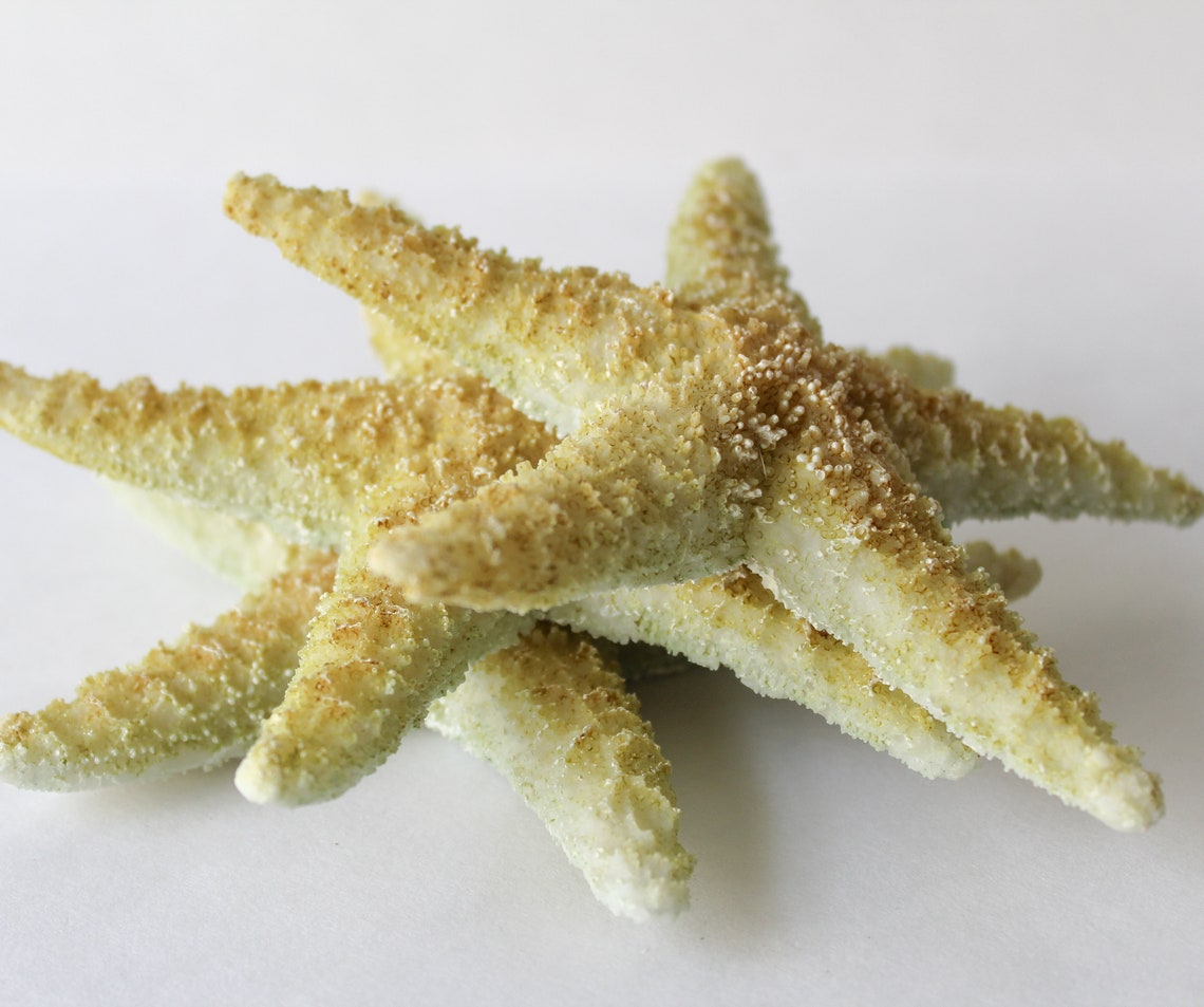 Natural Starfish Collection Beach Decor Set of Three - Etsy