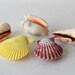 Natural Seashell Collection Beach Decor Set of 5 - Etsy