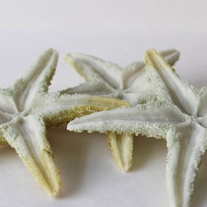 Natural Starfish Collection Beach Decor Set of Three - Etsy