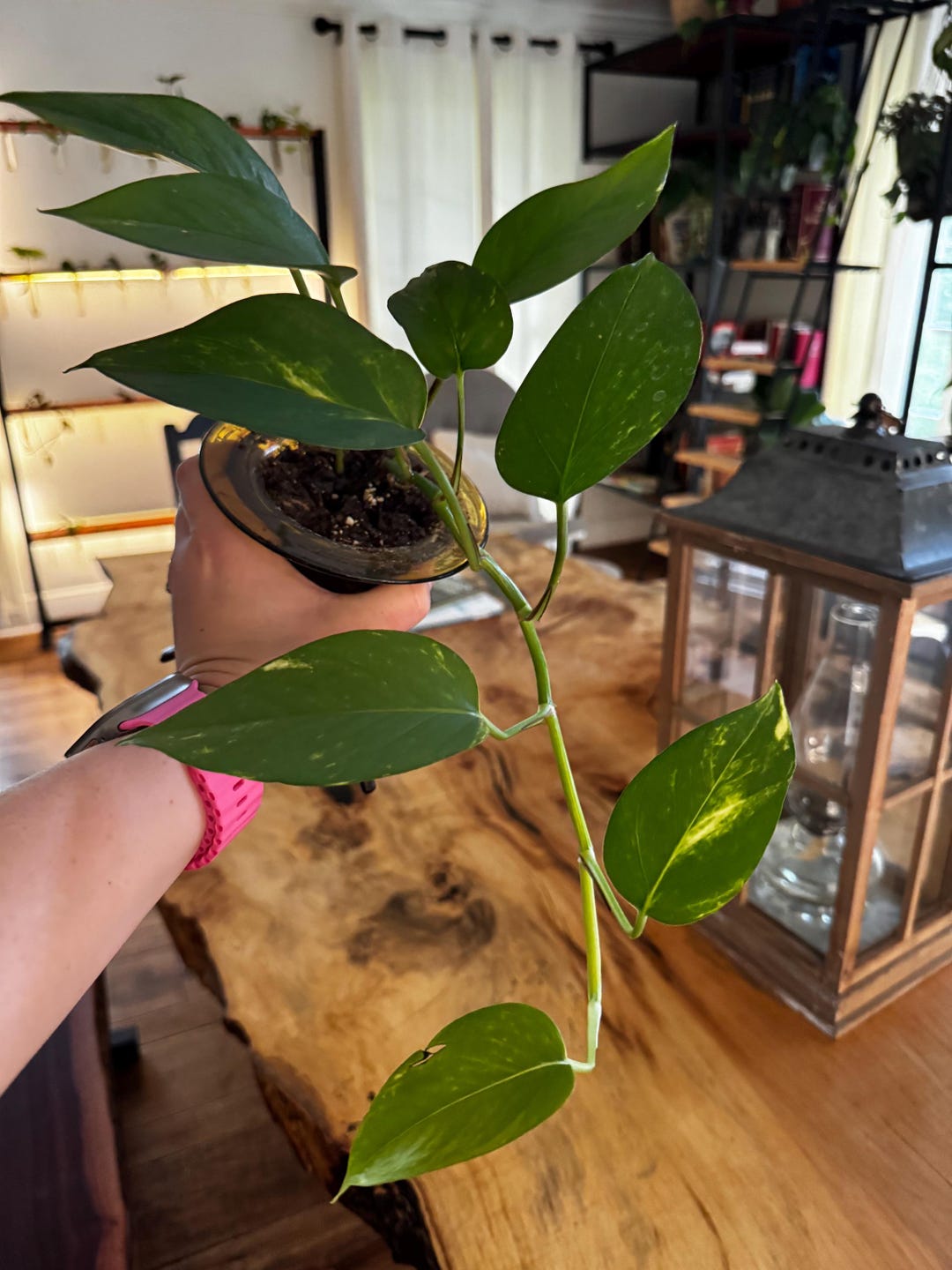 Golden Pothos in Vintage Planter - Etsy