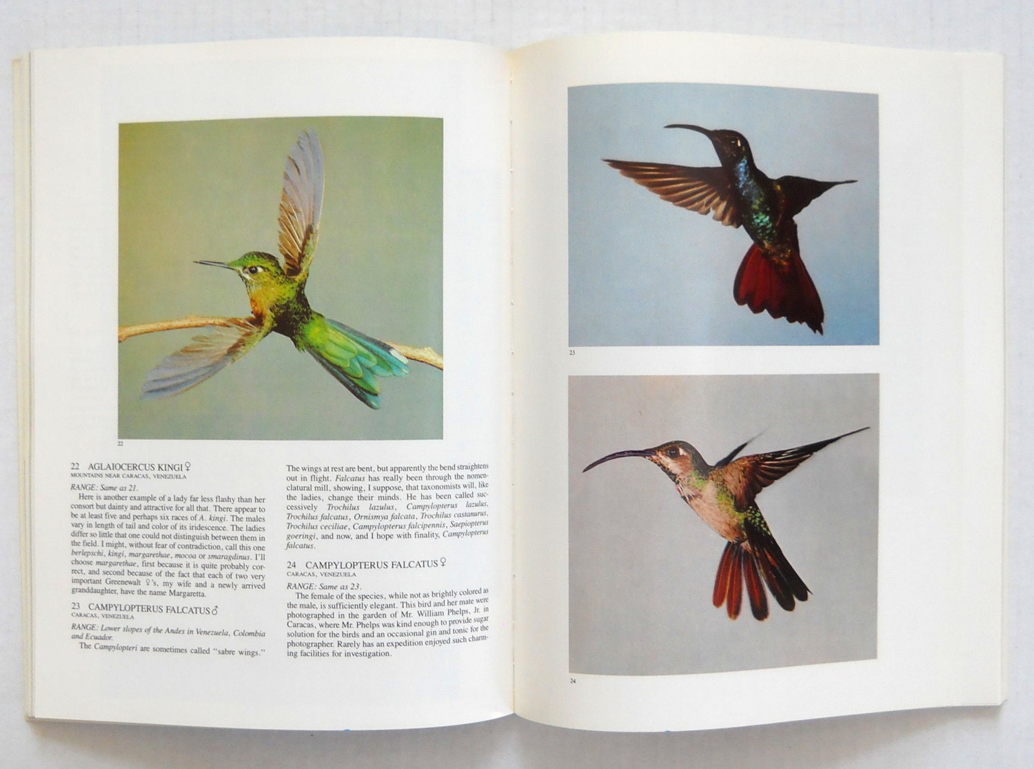 2 BOOKS: hummingbirds & songbirds - Etsy