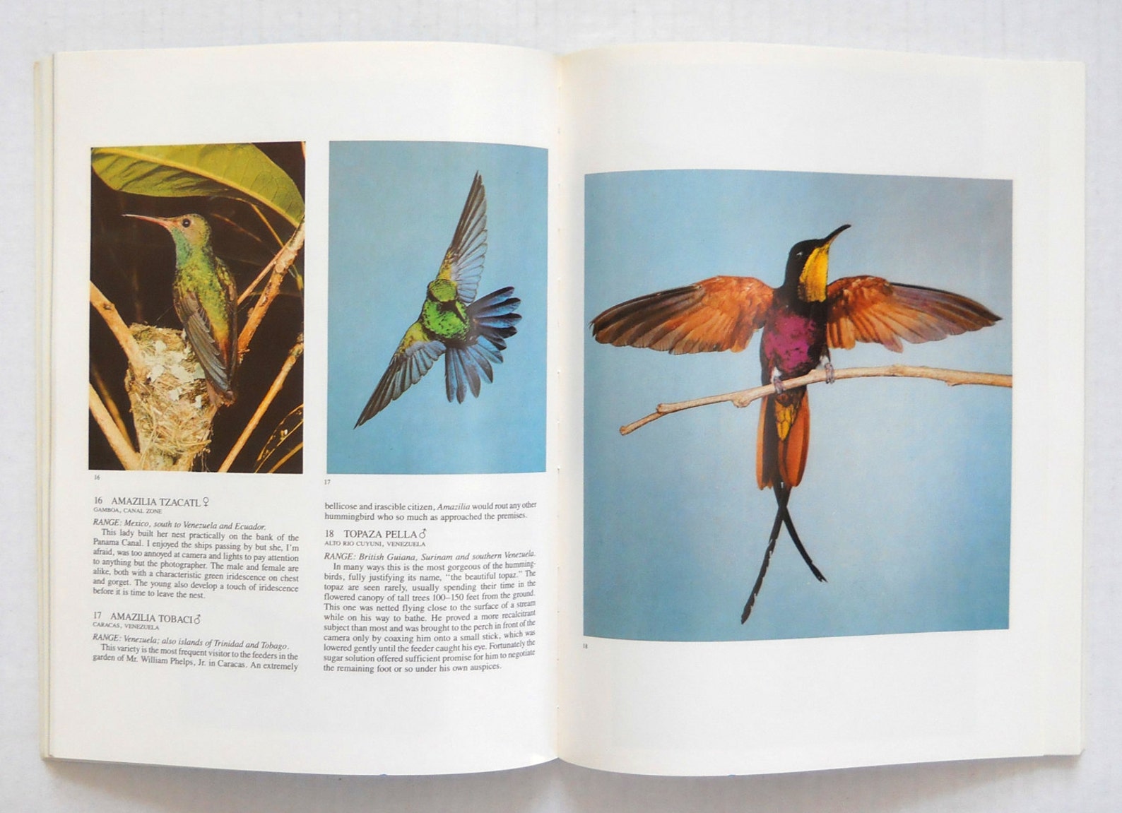 2 BOOKS: hummingbirds & songbirds - Etsy