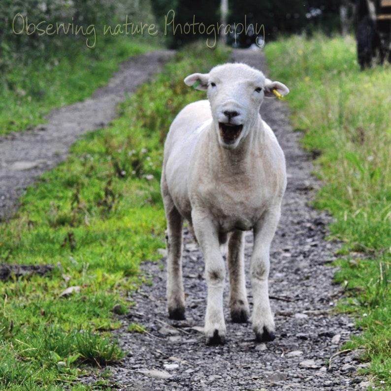 Laughing Sheep Fine Art Photography Download - Etsy