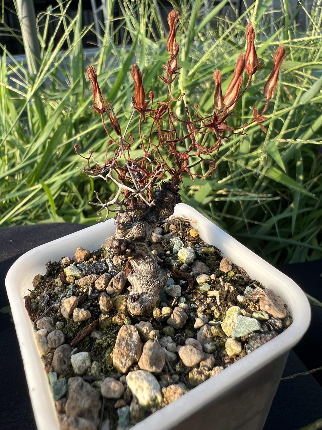 Tylecodon Nigricaulis Ssp. 'black Mamba', Height: 1'', Dormant Without ...