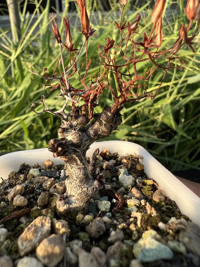 Tylecodon Nigricaulis Ssp. 'black Mamba', Height: 1'', Dormant Without ...
