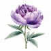 7 Purple Peony Watercolor Clipart Bundle | Modern Botanical Print ...