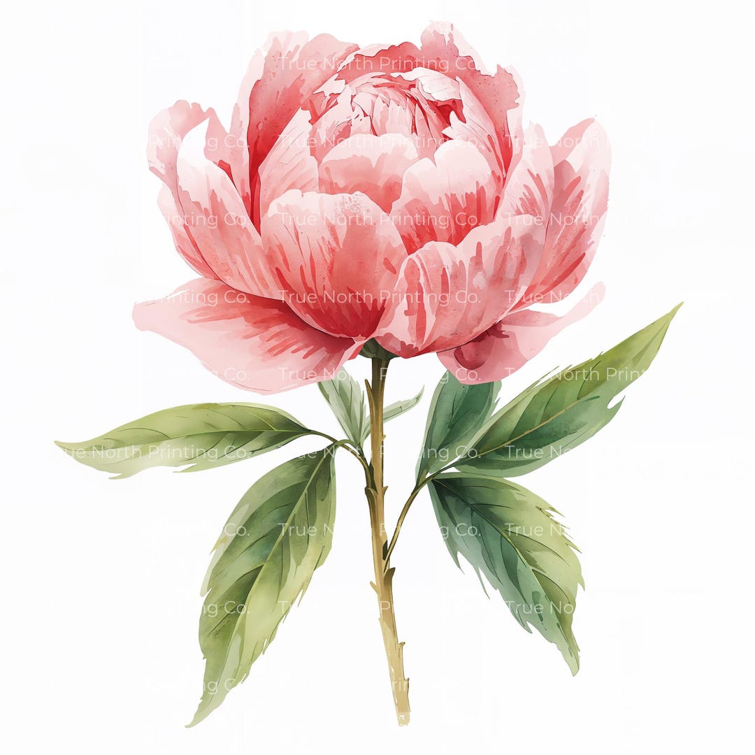 6 Pink Peony Watercolor Clipart Bundle | Modern Botanical Print ...