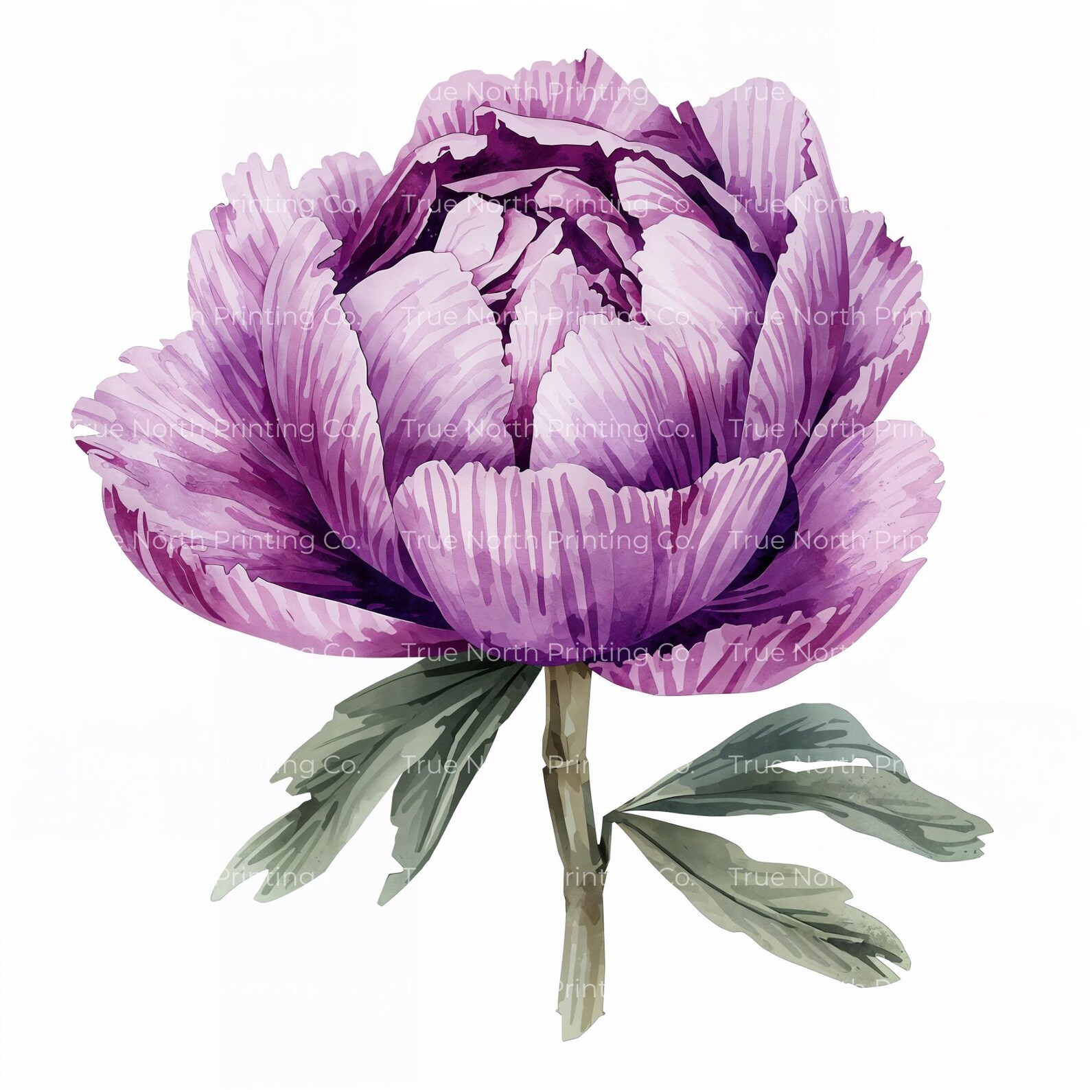7 Purple Peony Watercolor Clipart Bundle | Modern Botanical Print ...