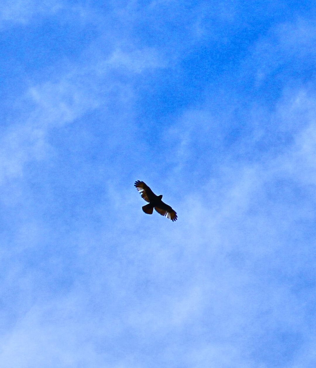 The Wind in Our Free-flowing Sails. Bird in Flight. Digital Download ...