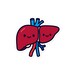 Healthy Liver, Bubble-free Matte Vinyl Stickers, Healthcare and Organs ...
