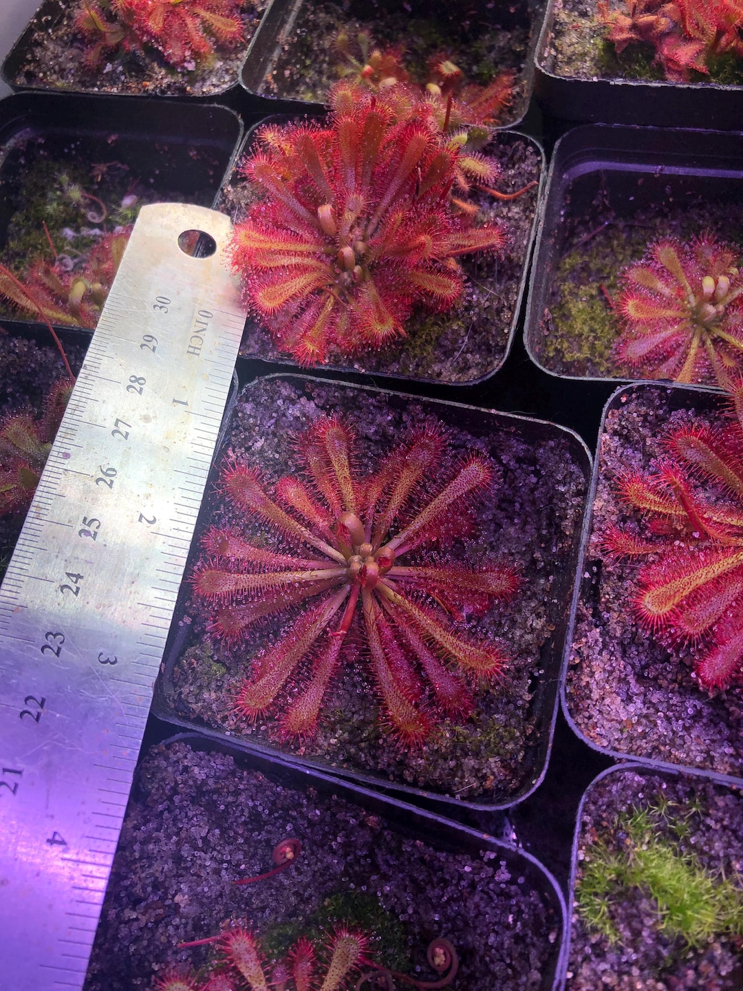 Drosera Spatulata Red - Etsy