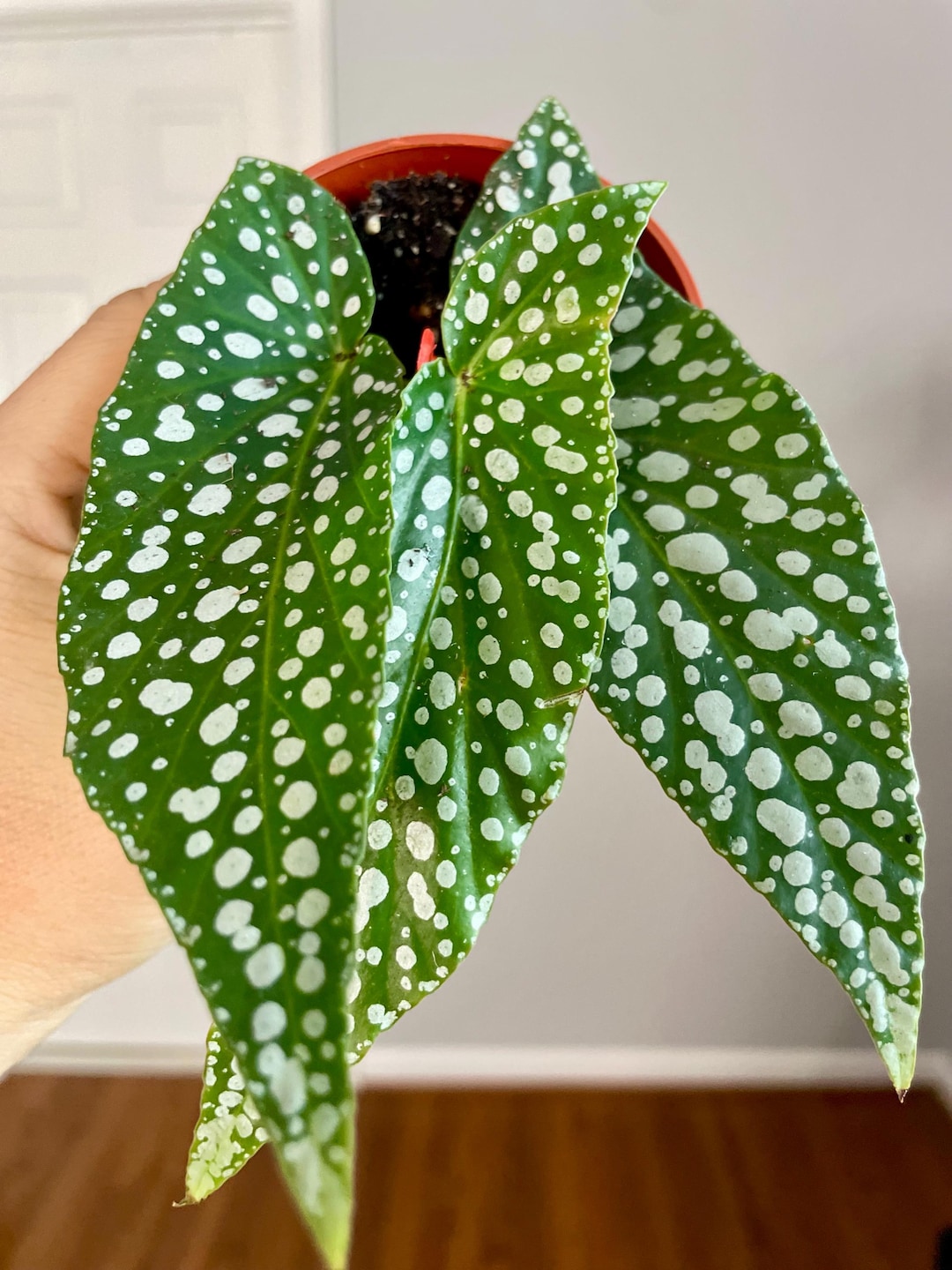Rare Begonia White Ice Starter Plant -insulated Live Indoor Houseplant ...