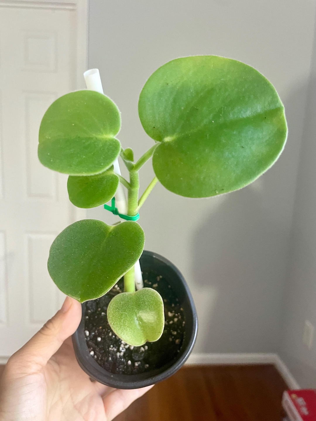 Rare Peperomia Incana: Felted Pepperface Plant - 4" Pot - Etsy