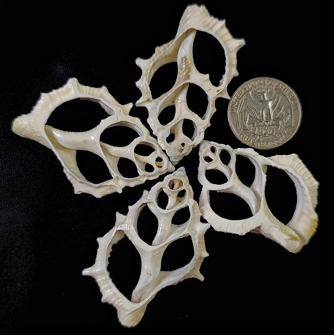 Natural Sea Shells – Jewelry Making, Crafts & Decor (lot of 4) - Etsy