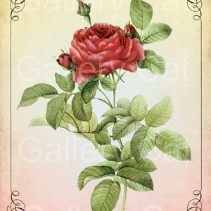 Antique Red Rose Digital Collage Sheet Instant Download - Etsy