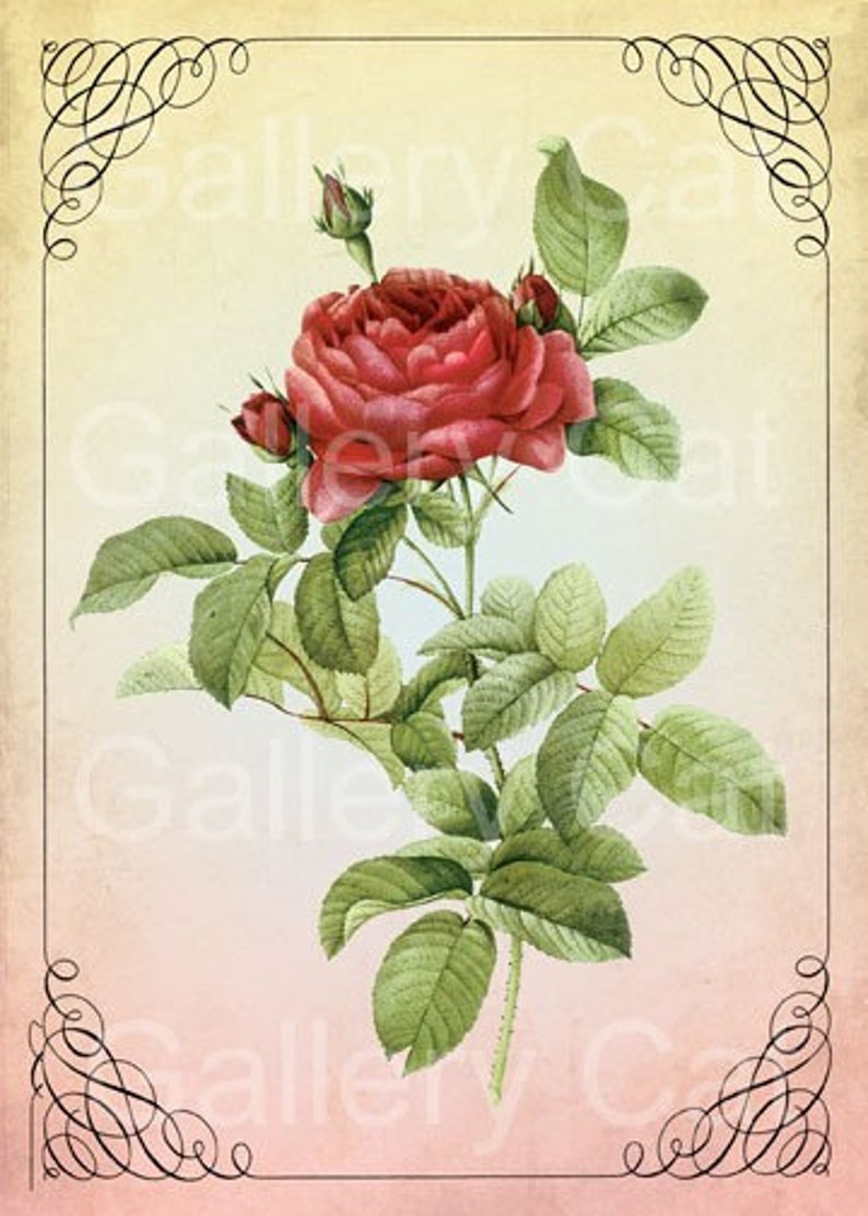 Antique Red Rose Digital Collage Sheet Instant Download - Etsy