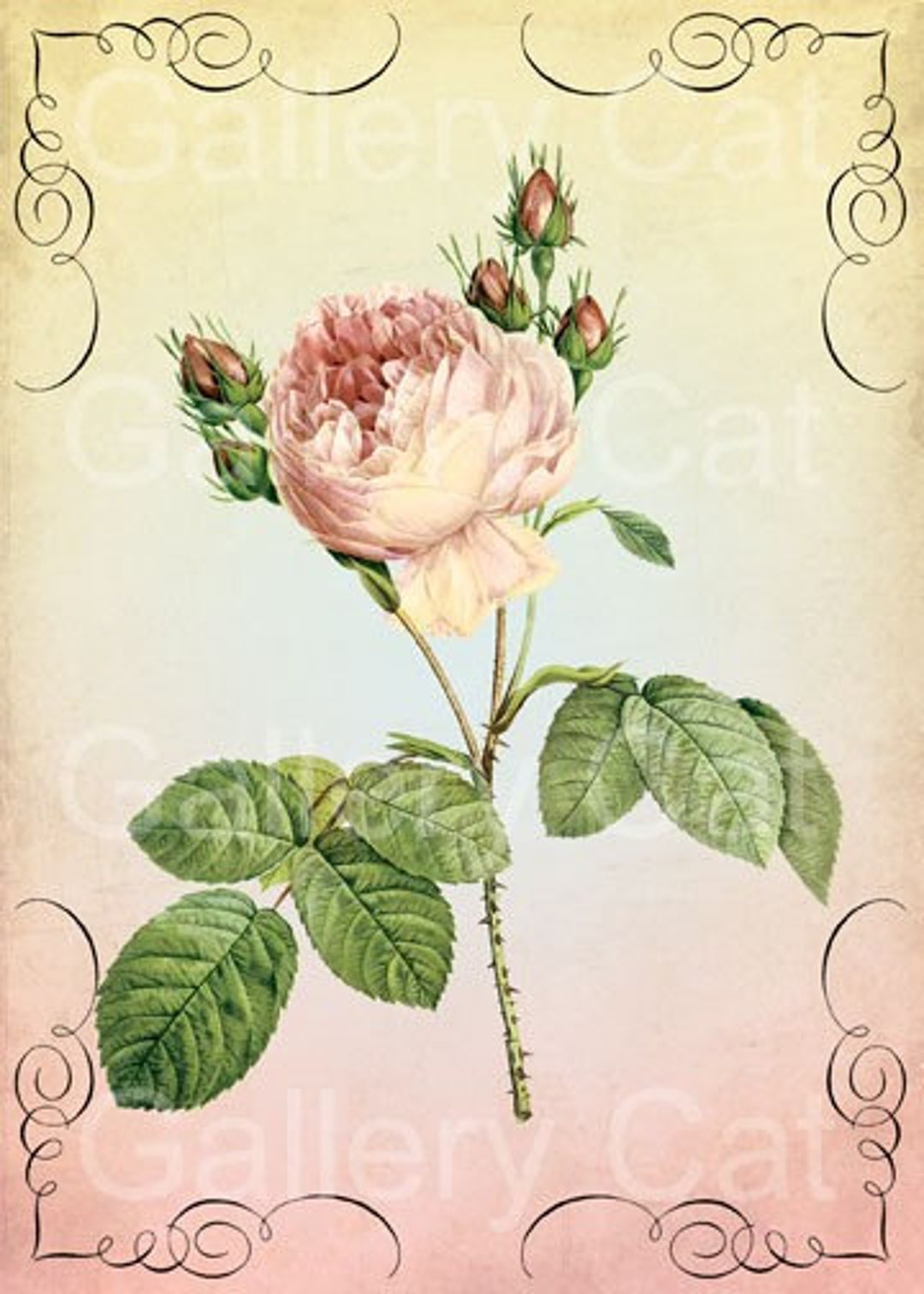 Sweet Cabbage Rose Digital Collage Sheet Large Instant - Etsy