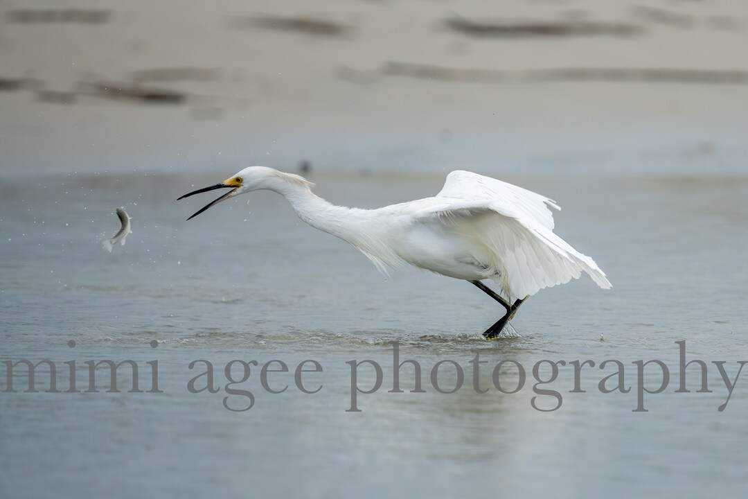 DIGITAL PRINT Bird Catching Fish - Etsy