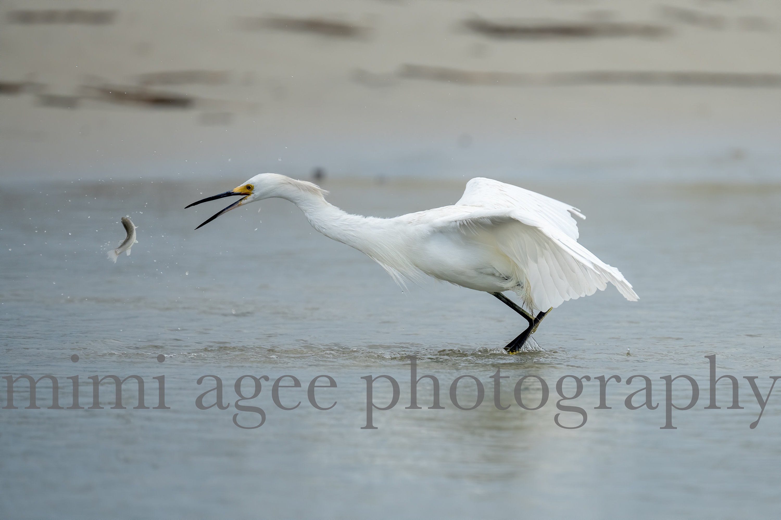 DIGITAL PRINT Bird Catching Fish - Etsy