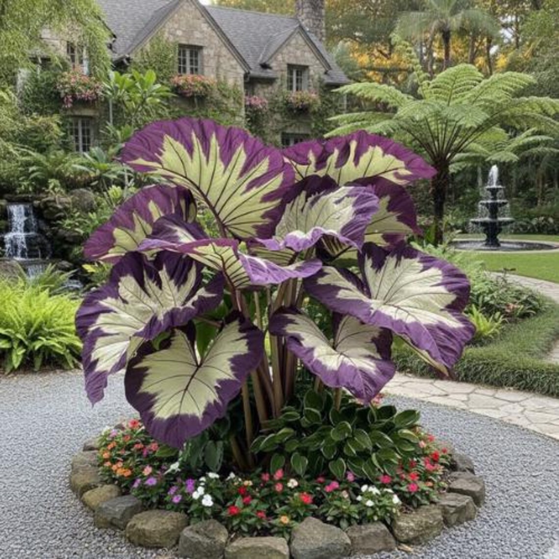 Purple White Caladium Seeds | Rare Tropical Foliage - Etsy