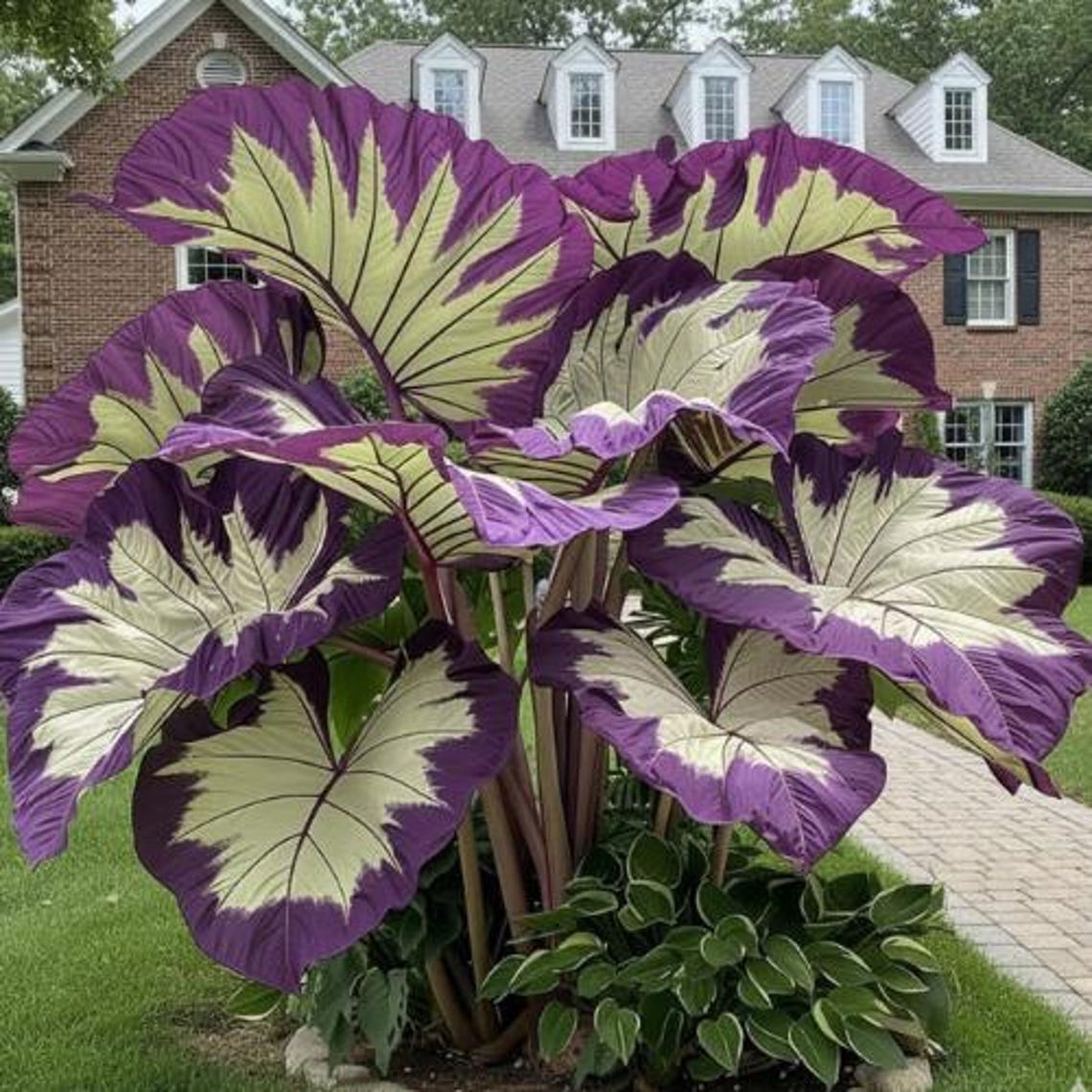 Purple White Caladium Seeds | Rare Tropical Foliage - Etsy