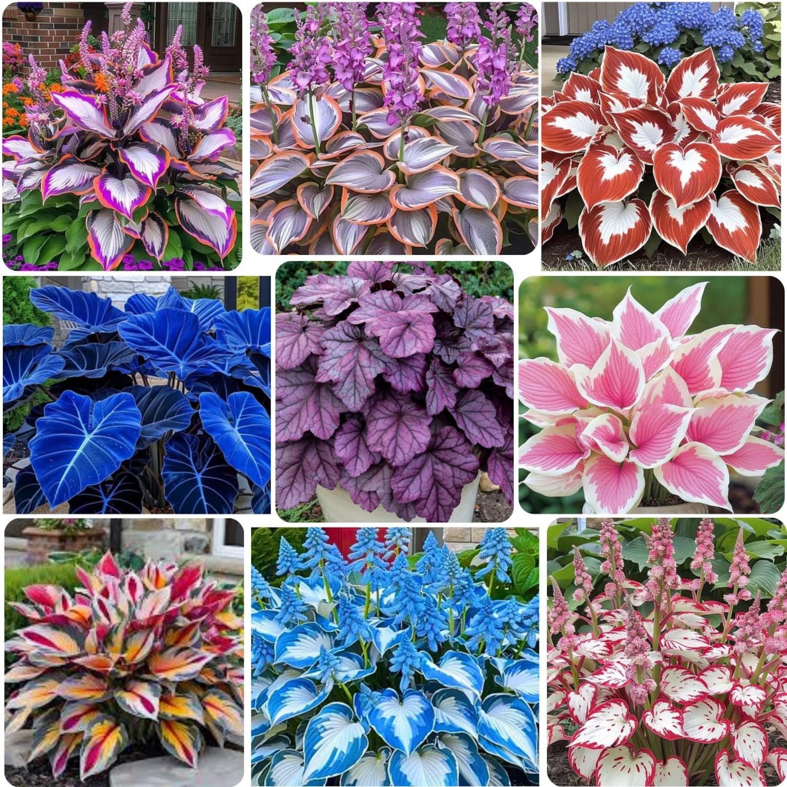 Rare Colorful Hosta Seeds – Unique Variegated Foliage Plant, Shade ...