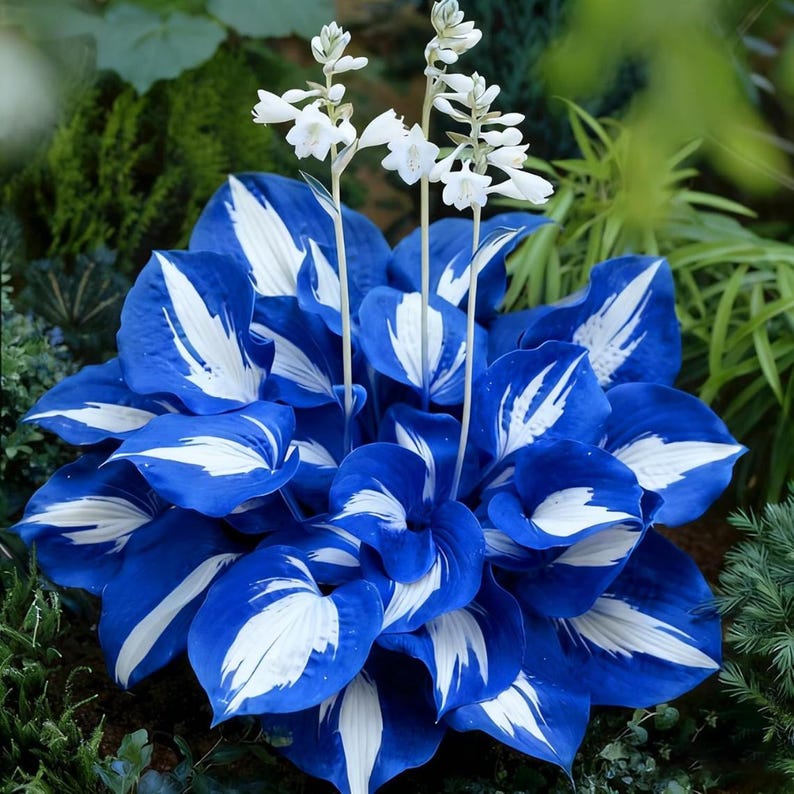 Rare Color Hosta Seeds Mix – Exotic Shade Garden Hostas | Easy Grow ...