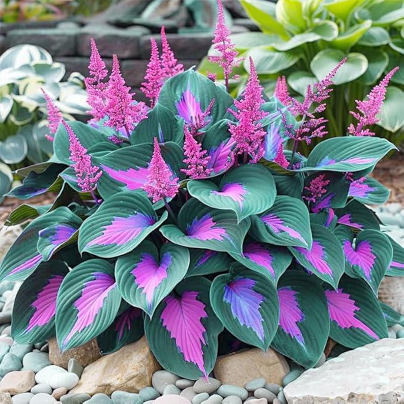 Exotic Multicolor Hosta Seeds – Shade Loving Perennial - Etsy