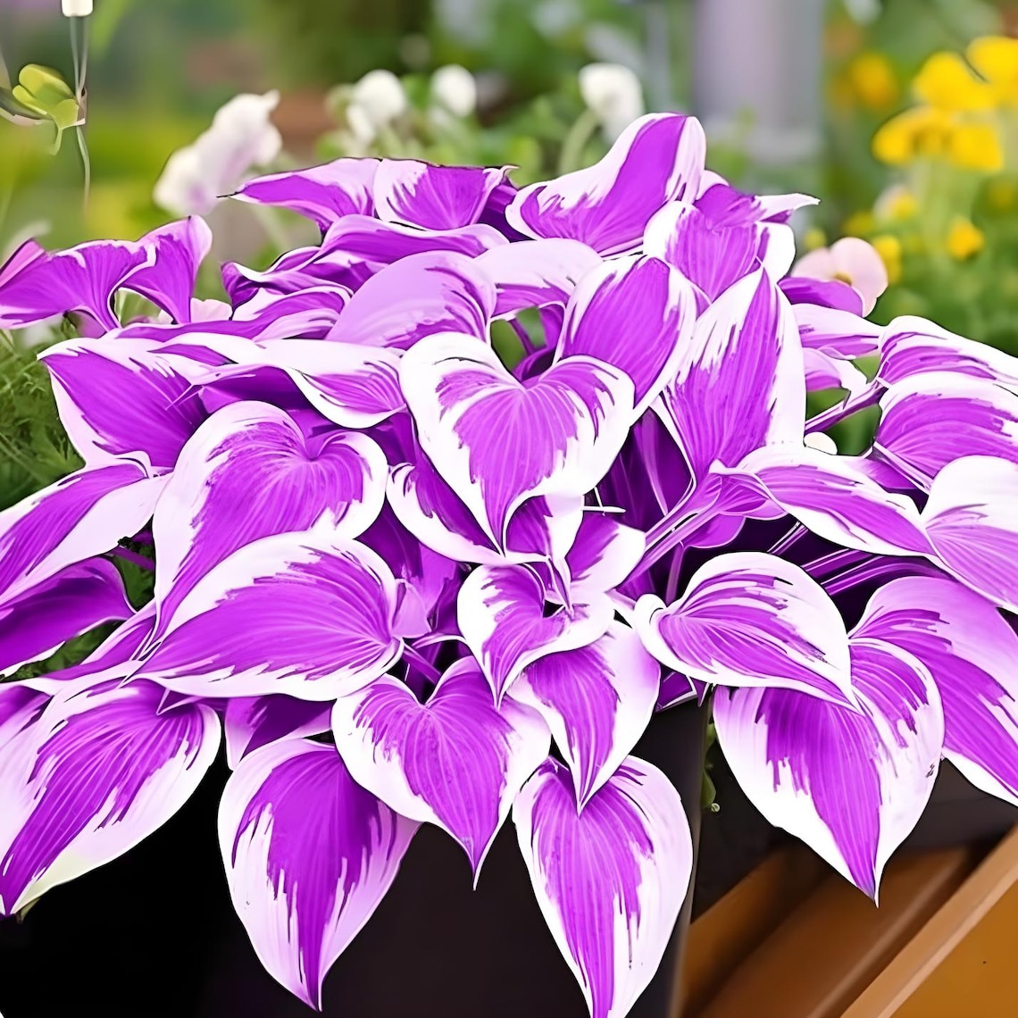 Rare Color Hosta Seeds Mix – Exotic Shade Garden Perennial | Easy to ...