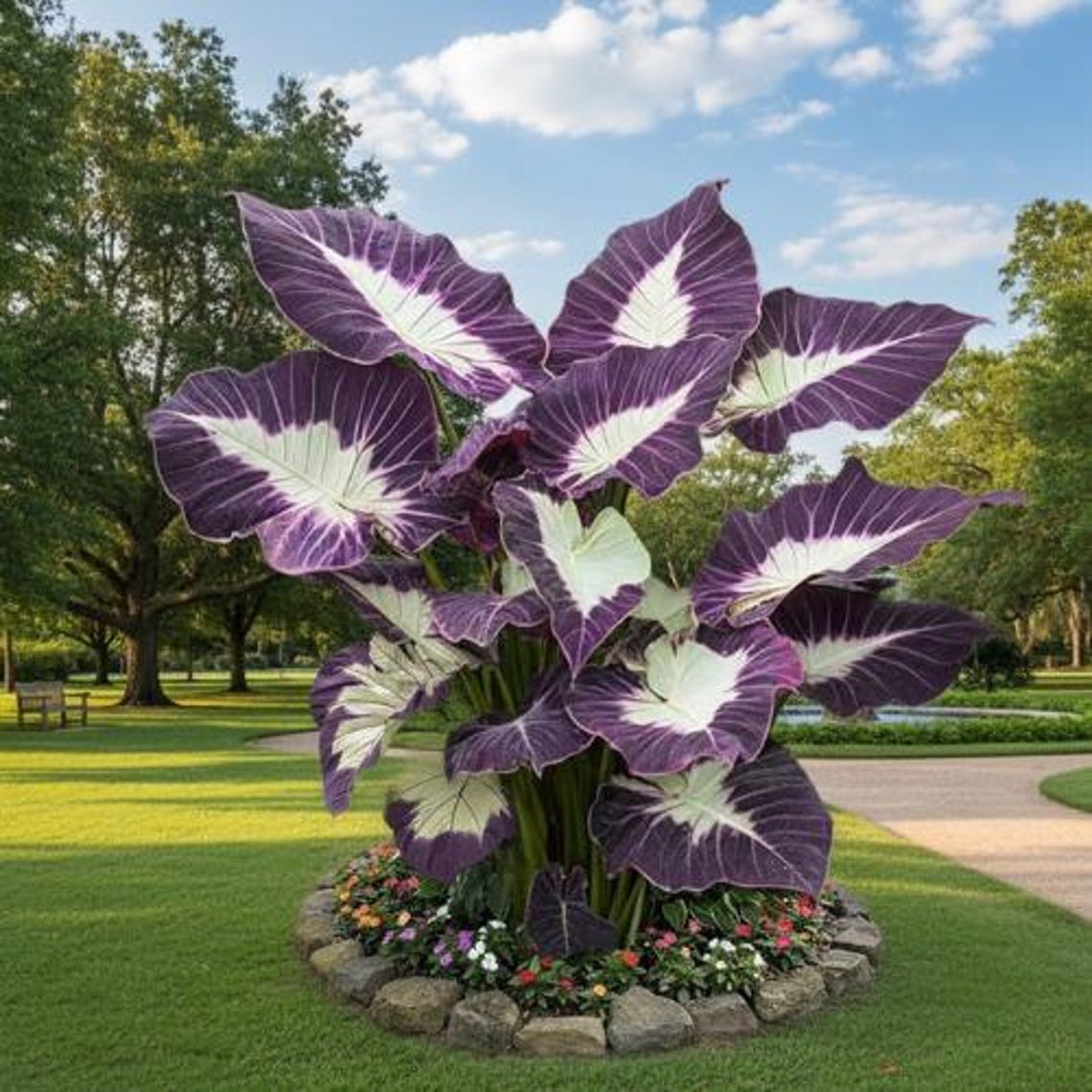 Purple White Caladium Seeds | Rare Tropical Foliage - Etsy