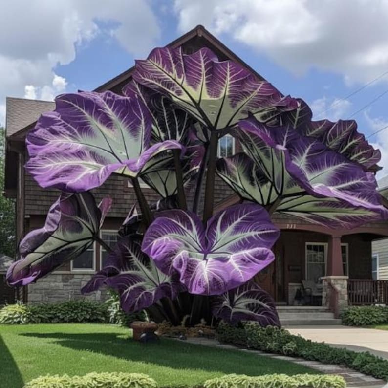 Purple White Caladium Seeds | Rare Tropical Foliage - Etsy