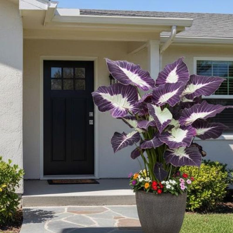 Purple White Caladium Seeds | Rare Tropical Foliage - Etsy