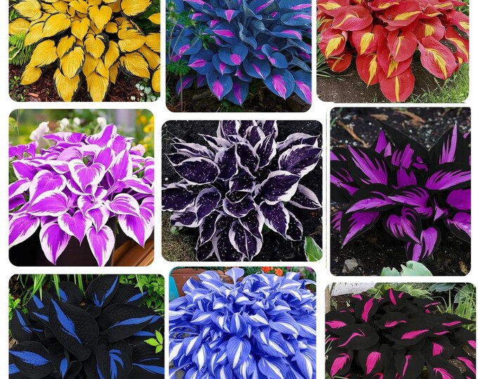 200 Red White Hosta Seeds – Rare Shade Plant – Cold Hardy Perennial ...