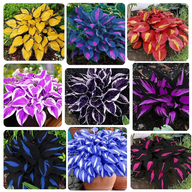 Rare Color Hosta Seeds Mix – Exotic Shade Garden Perennial | Easy to ...