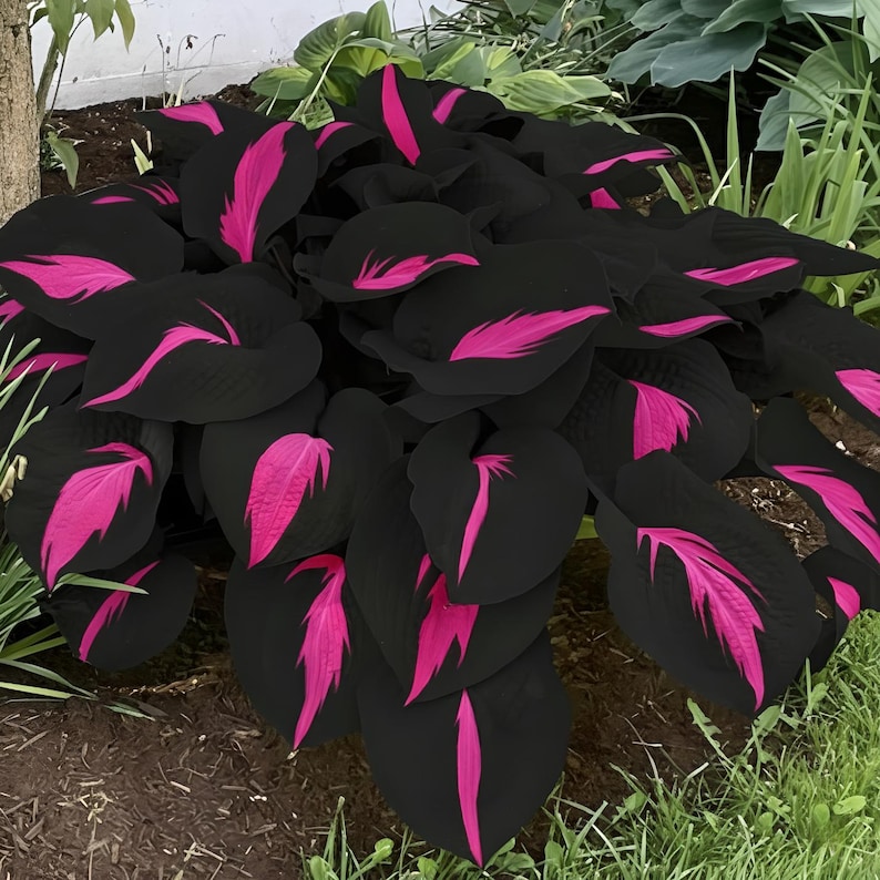 Rare Color Hosta Seeds Mix – Exotic Shade Garden Perennial | Easy to ...