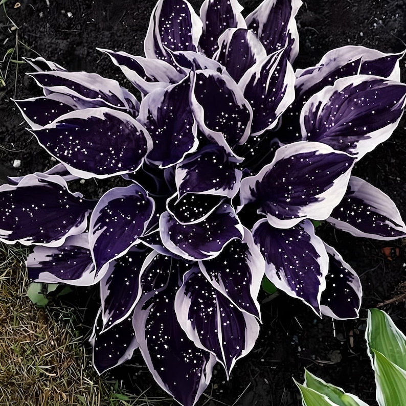 Rare Color Hosta Seeds Mix – Exotic Shade Garden Perennial | Easy to ...