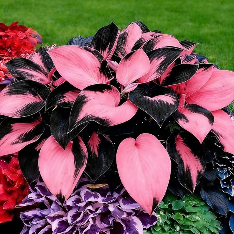 Rare Color Hosta Seeds Mix – Exotic Shade Garden Hostas | Easy Grow ...