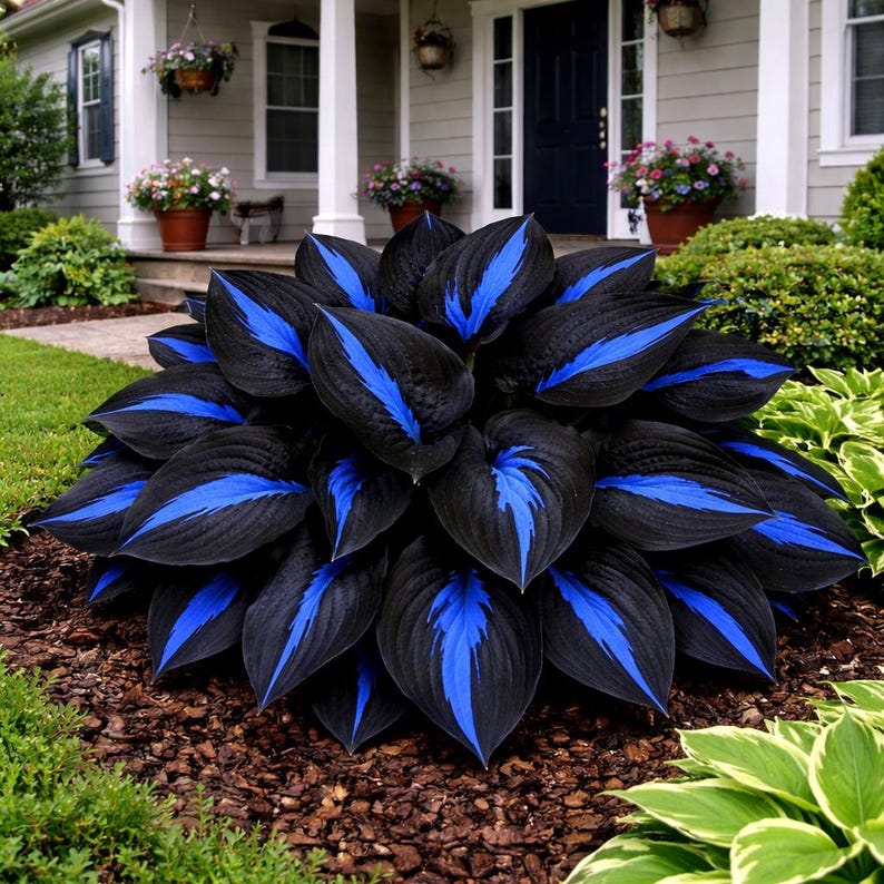 Rare Color Hosta Seeds Mix – Exotic Shade Garden Perennial | Easy to ...