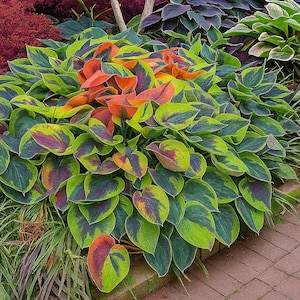 Organic Hosta Seeds: Vibrant Perennial Garden Plants, Non-gmo - Etsy