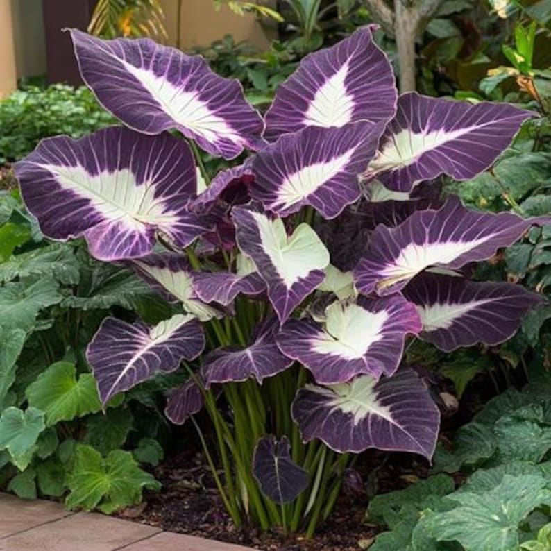 Purple White Caladium Seeds | Rare Tropical Foliage - Etsy
