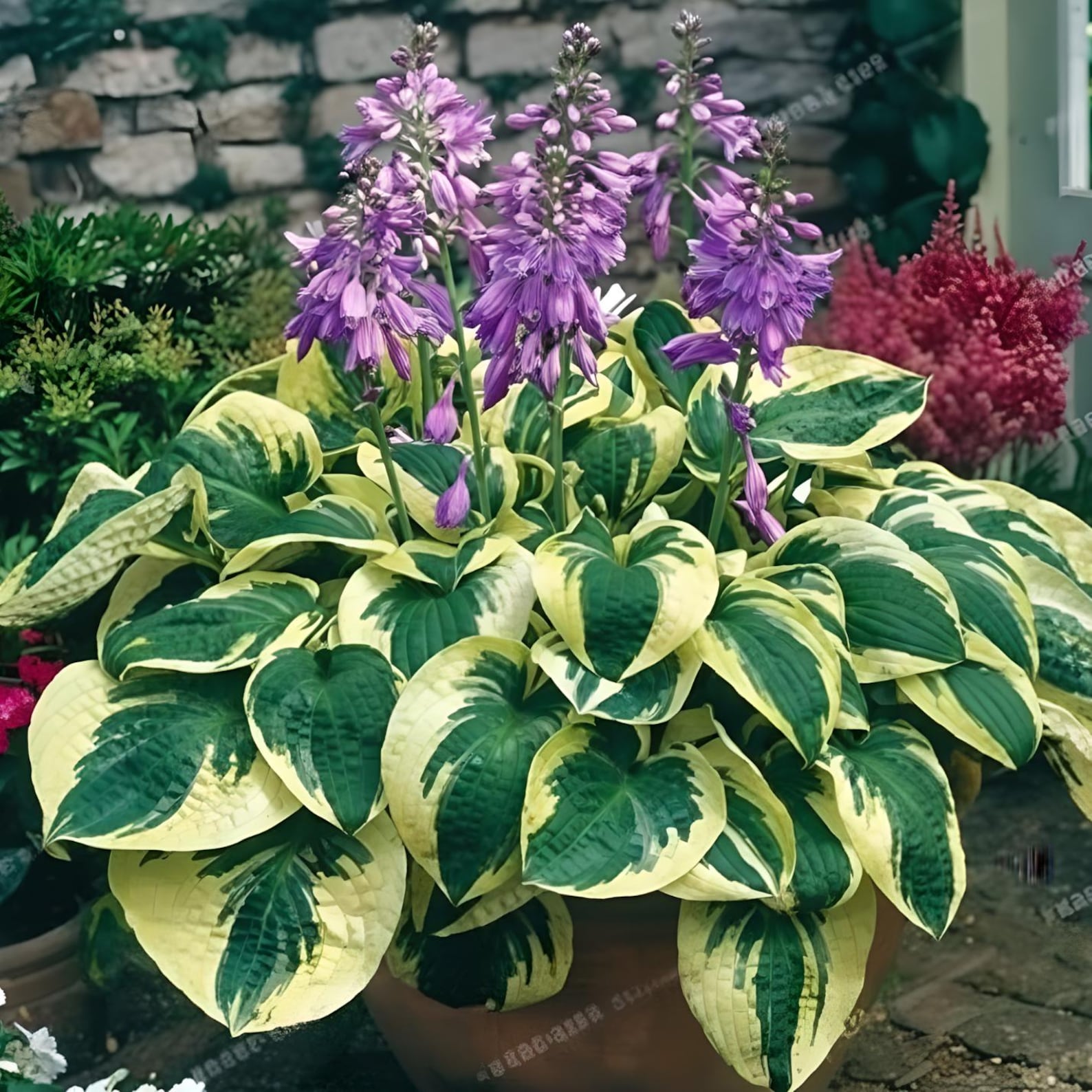 Rare Color Hosta Seeds Mix | Exotic Hybrid Hosta Plant Seeds, Unique ...