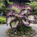 Purple White Caladium Seeds | Rare Tropical Foliage - Etsy