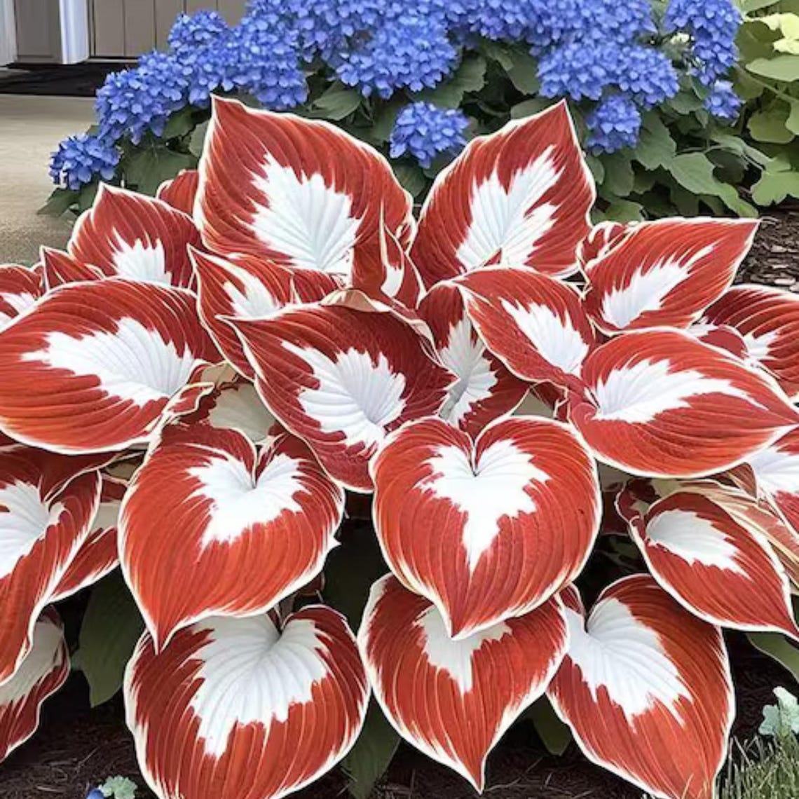Rare Colorful Hosta Seeds – Unique Variegated Foliage Plant, Shade ...