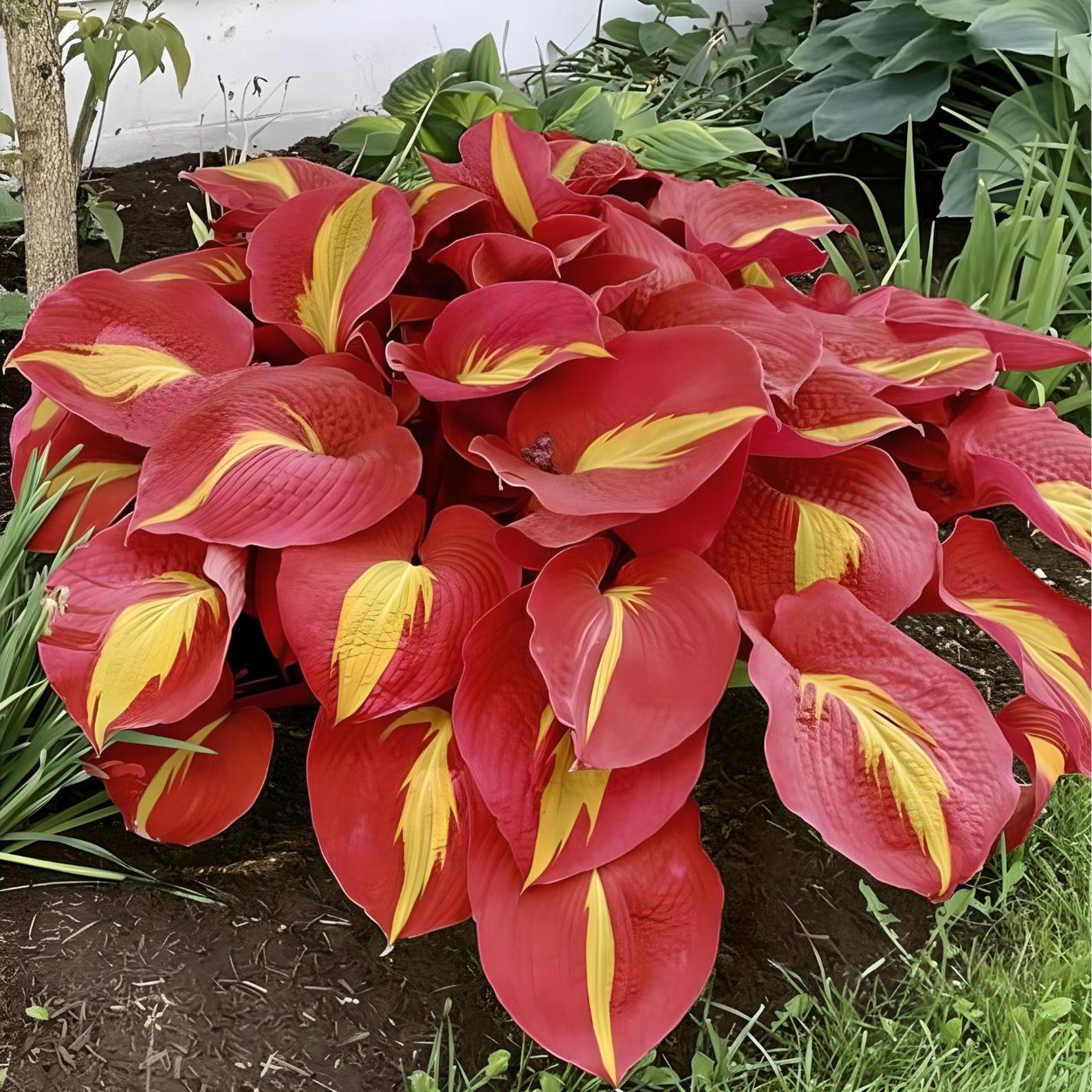 Rare Color Hosta Seeds Mix – Exotic Shade Garden Perennial | Easy to ...