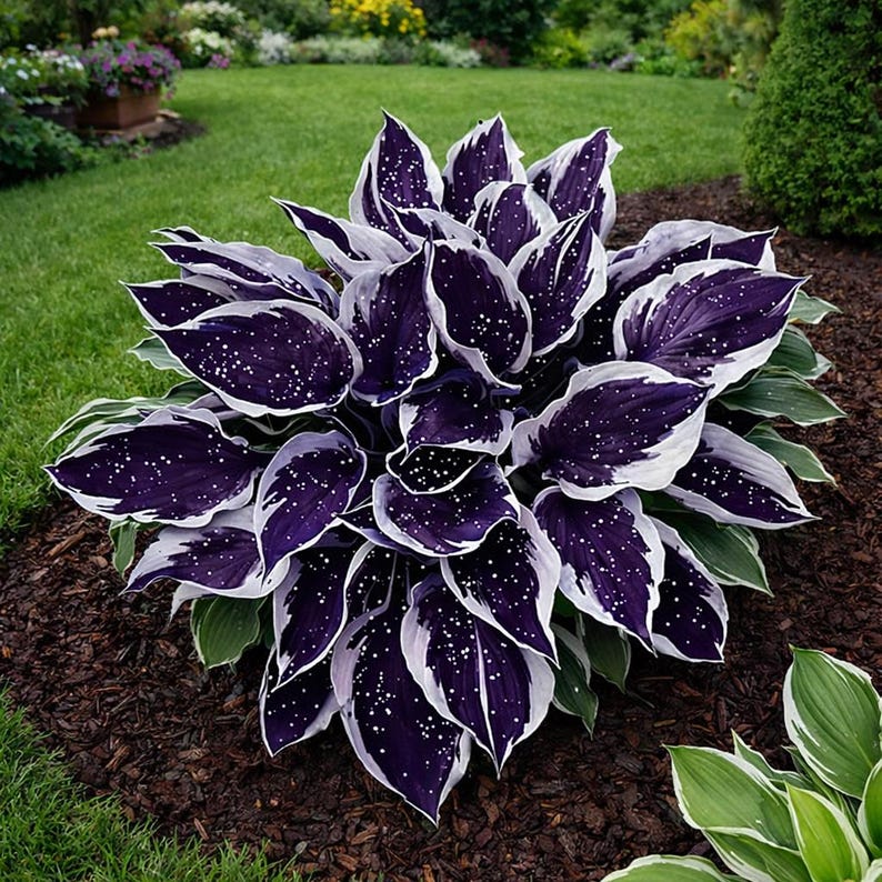 Rare Color Hosta Seeds Mix – Exotic Shade Garden Perennial | Easy to ...