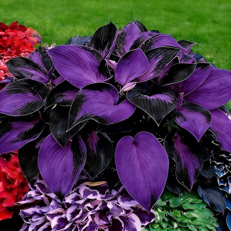 Rare Color Hosta Seeds Mix – Exotic Shade Garden Hostas | Easy Grow ...