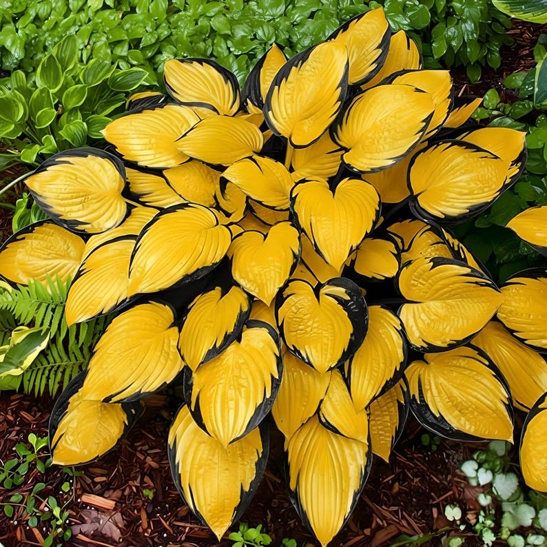 Rare Color Hosta Seeds Mix – Exotic Shade Garden Perennial | Easy to ...