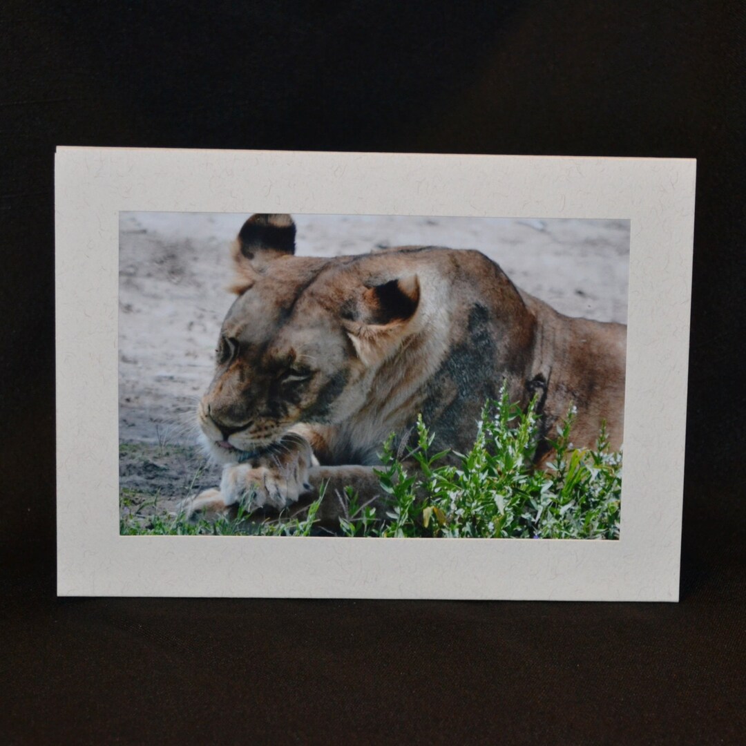 Original Photography Note Card Lion 4 - Etsy