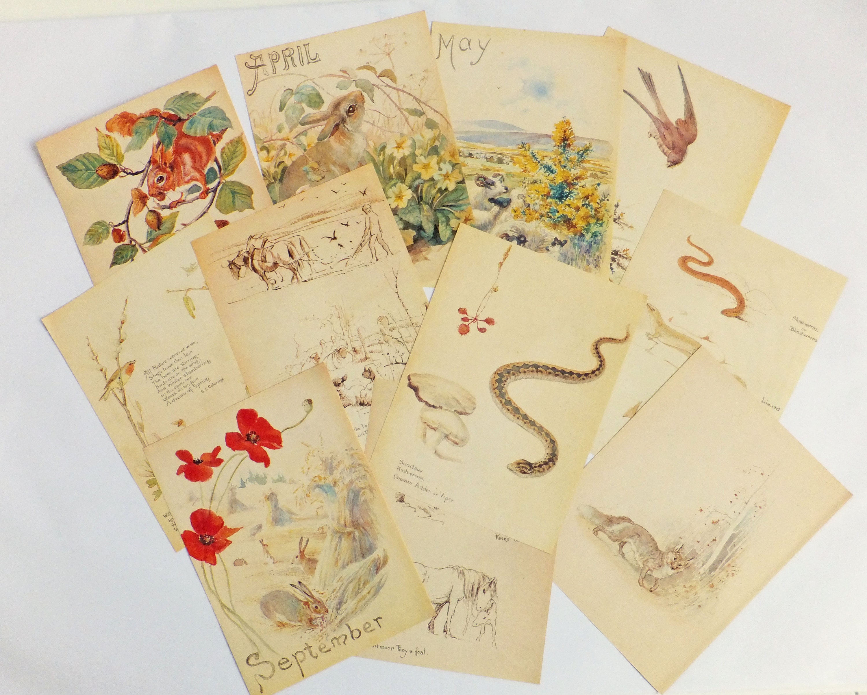 Craft Supplies & Tools Visual Arts Collage Nature scrap pack Animals ...