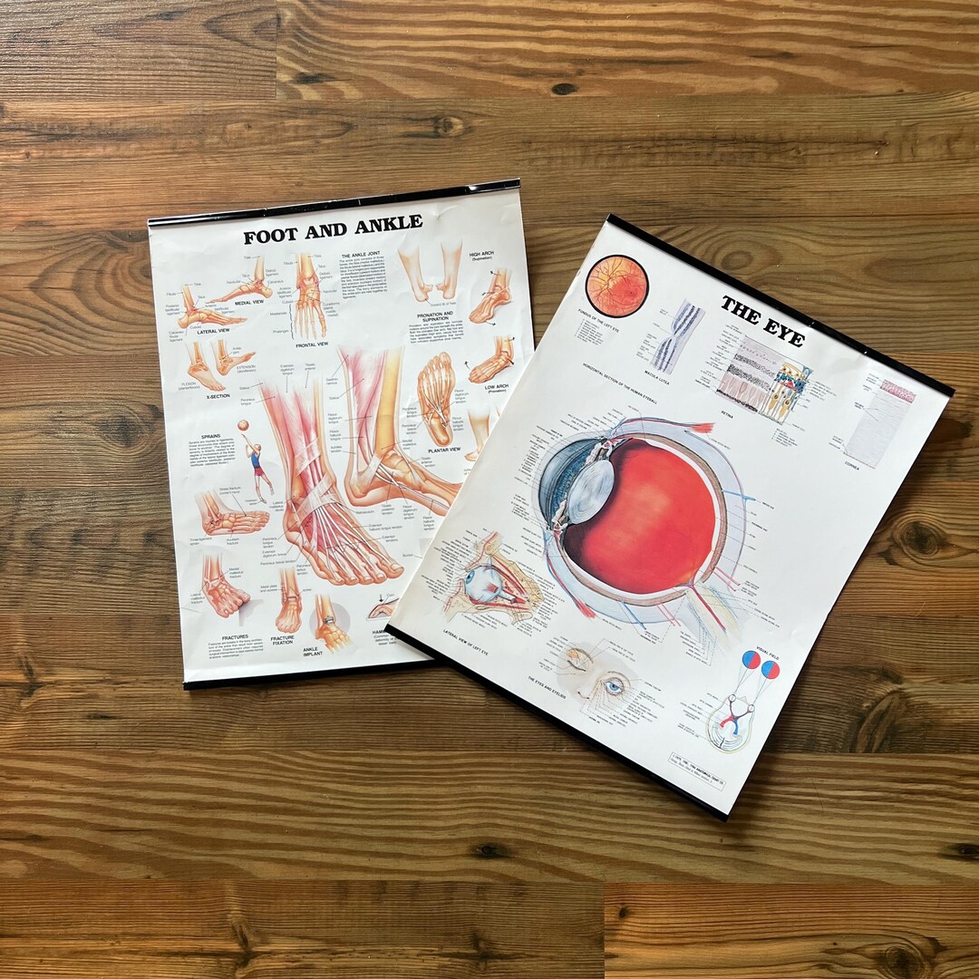 Vintage Anatomical Chart Foot and Ankle or Eyeball Vintage Medical Wall ...